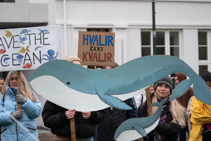 Hver langreyður safnar um 33 tonnum af kolefni á lífsleiðinni